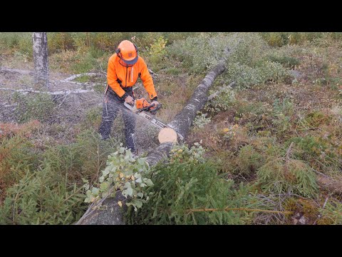Testing the Rapid Hexa Saw chain by Stihl - NordicWoodJournal