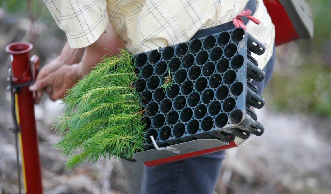 New World Record In Forest Tree Planting - NordicWoodJournal