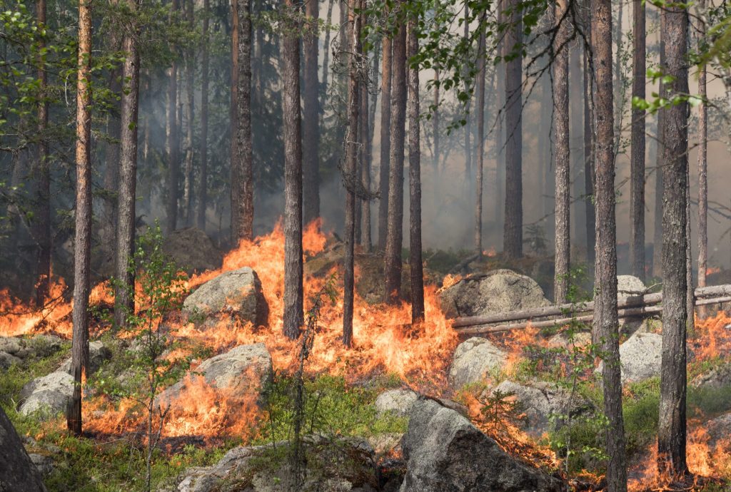 Forest fires in Sweden - huge areas burned in 2018 - NordicWoodJournal
