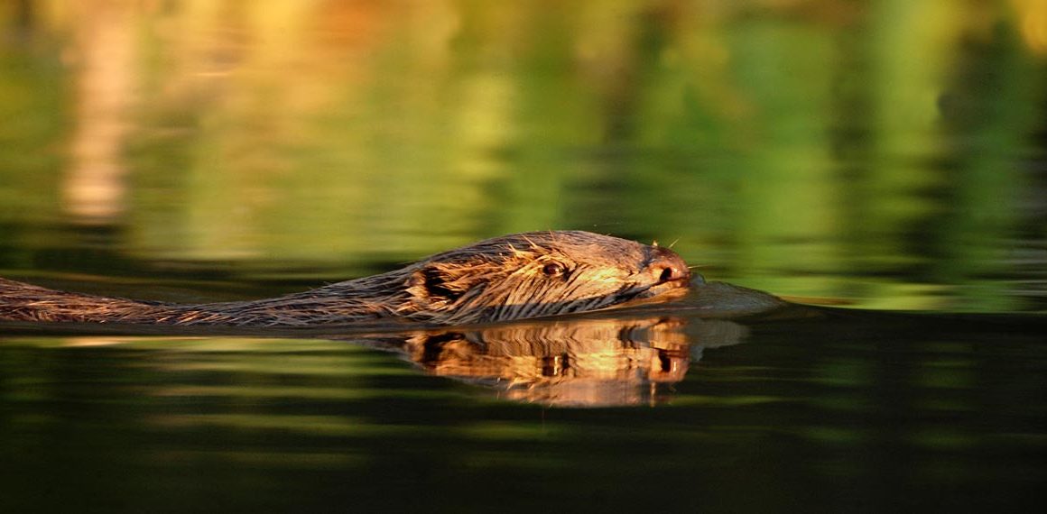 Beaver management - important issue in sustainable forestry (Video ...