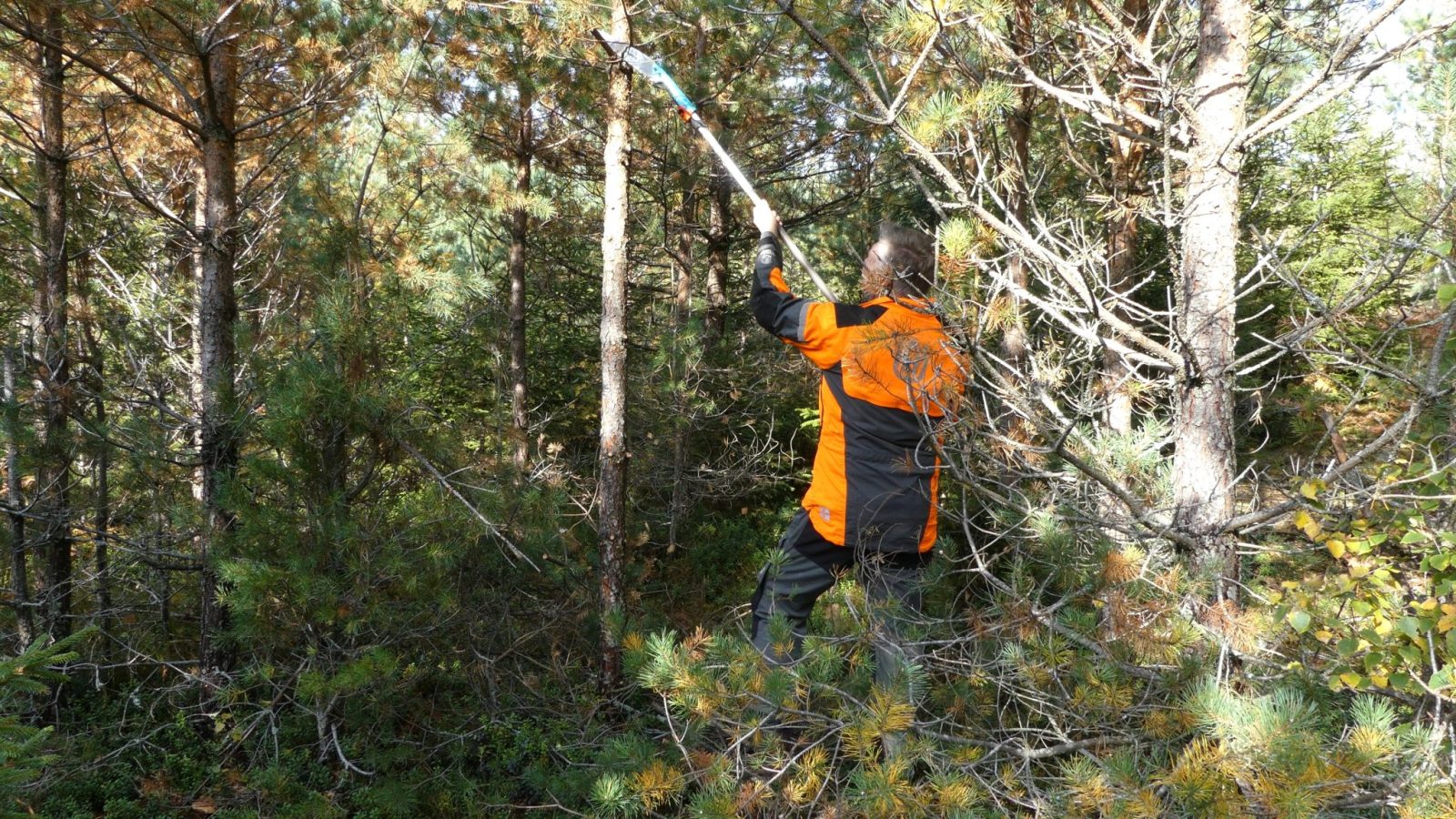 Pruning of pine in a 15 years old stand (video) - NordicWoodJournal