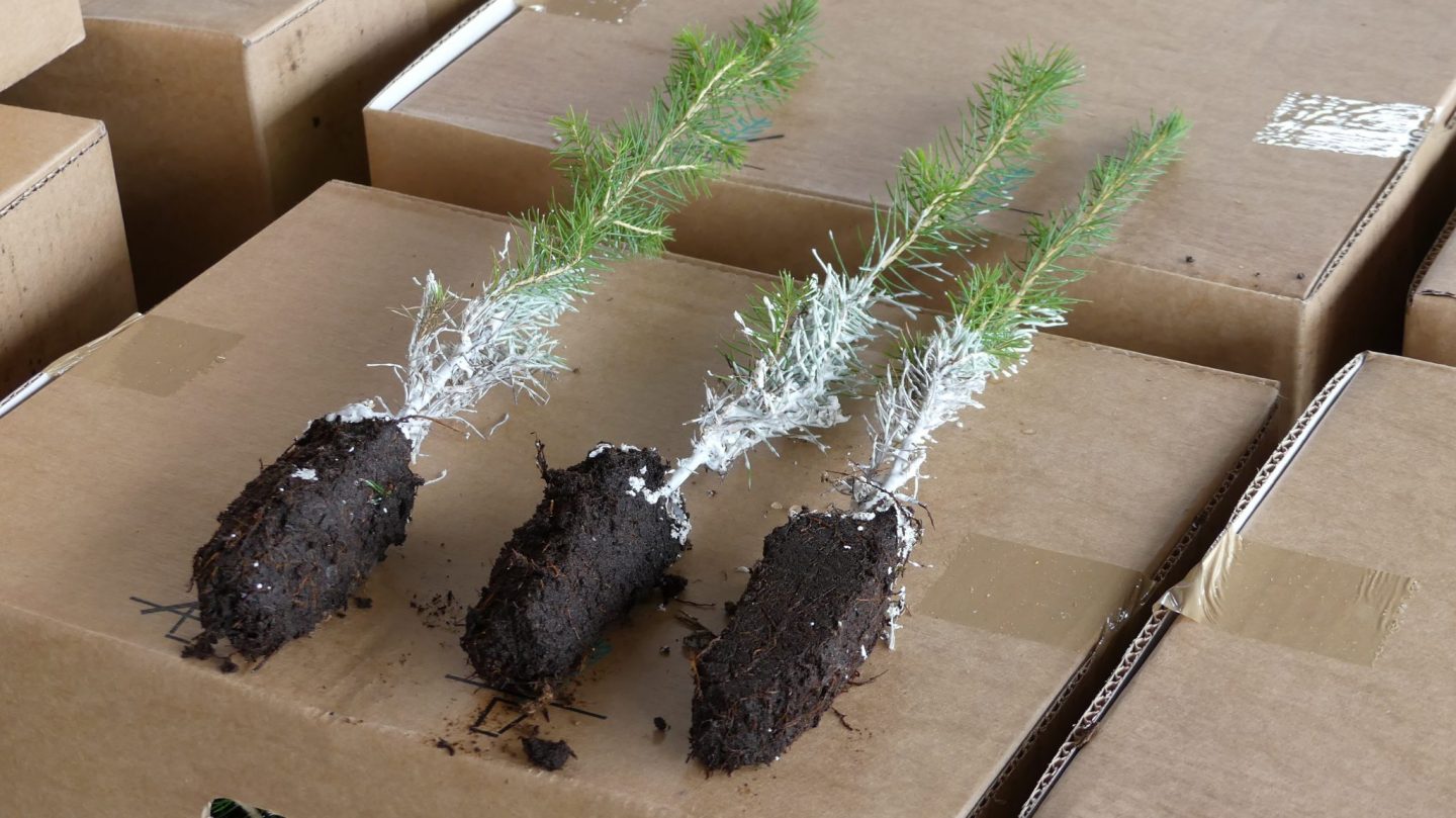 Swedish forestry # 3 – Reforestation - NordicWoodJournal