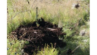 Swedish forestry # 3 – Reforestation - NordicWoodJournal