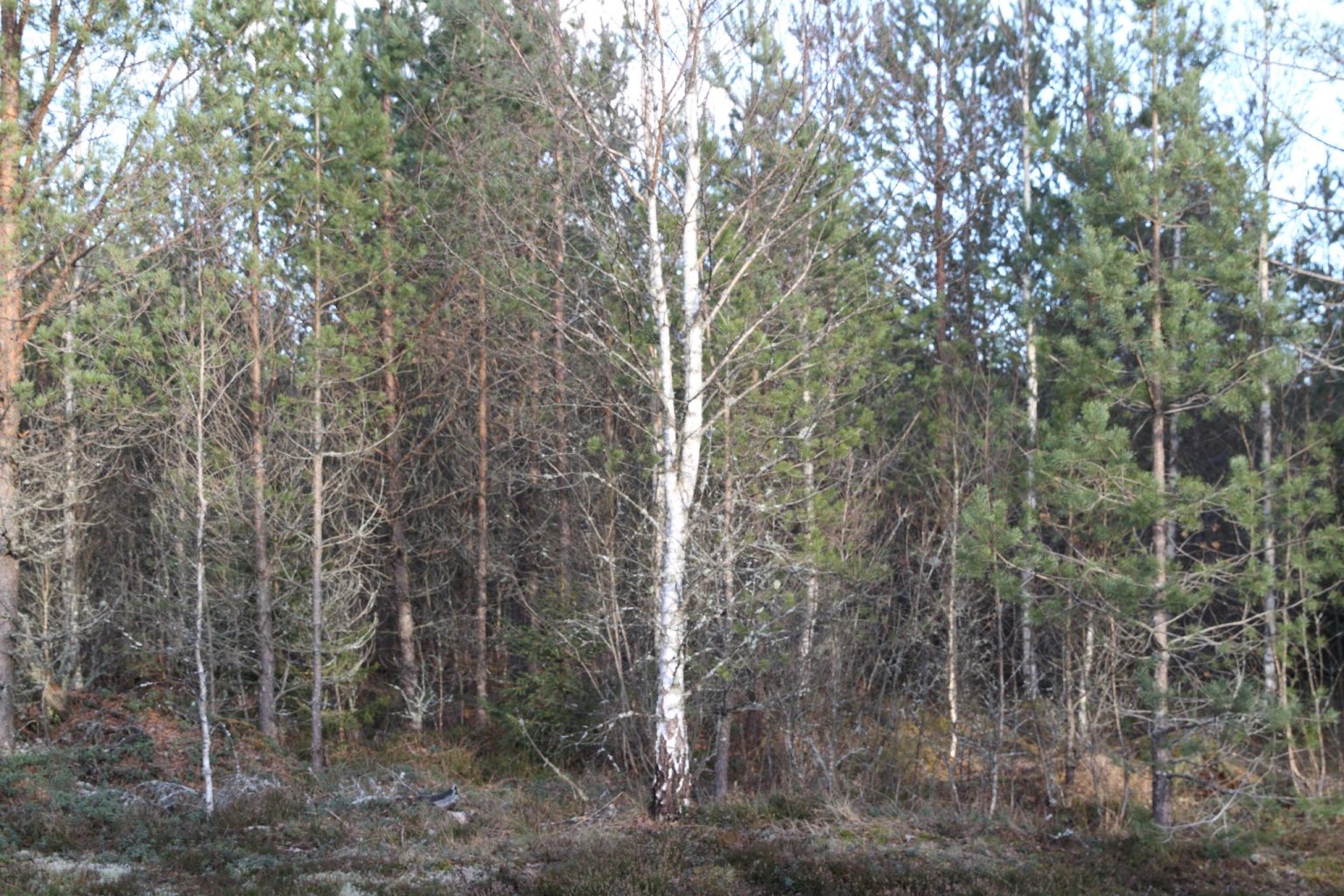 Swedish forestry # 4 – Pre commercial thinning - NordicWoodJournal