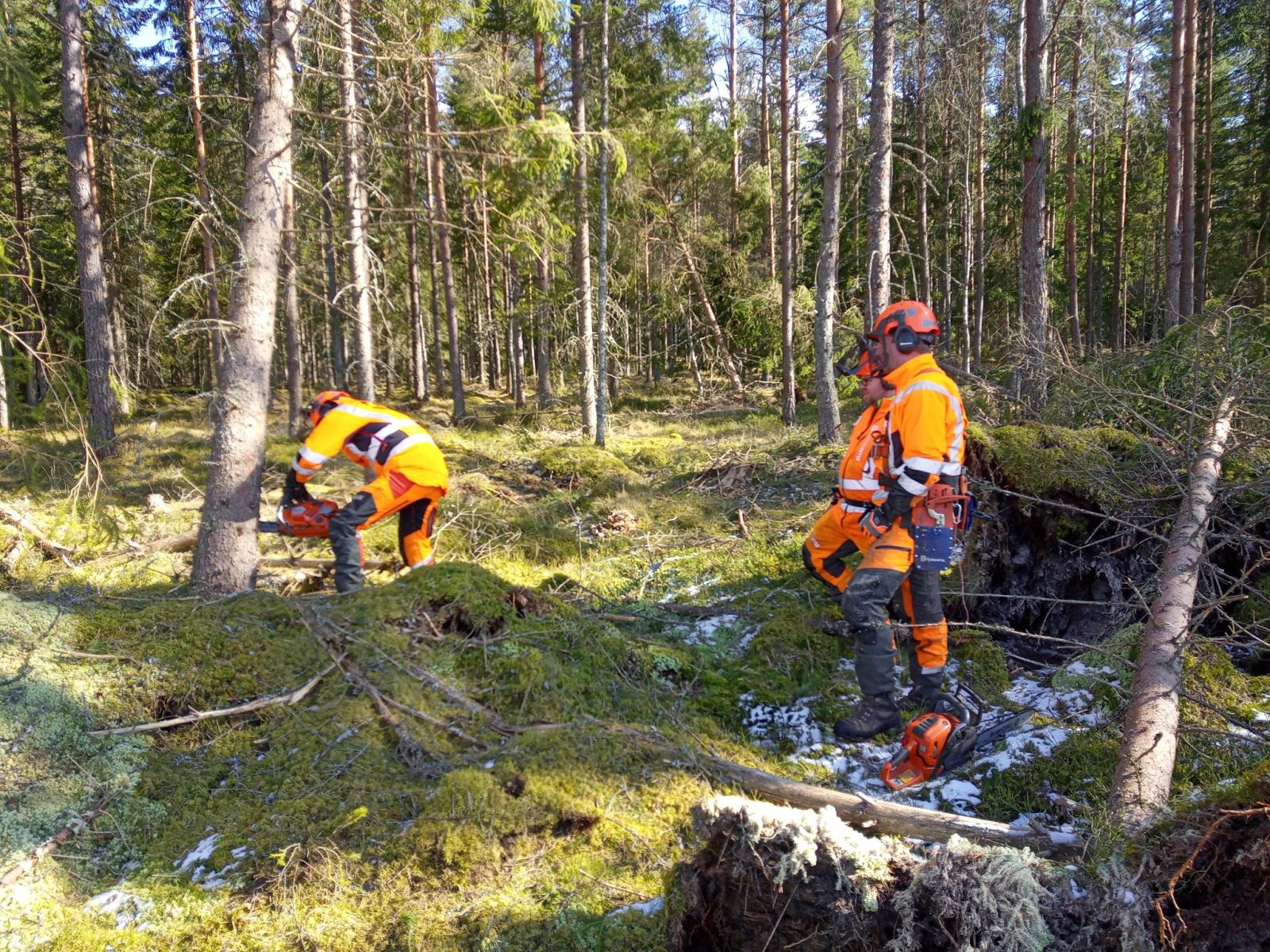 Get a license – for chain saw - NordicWoodJournal