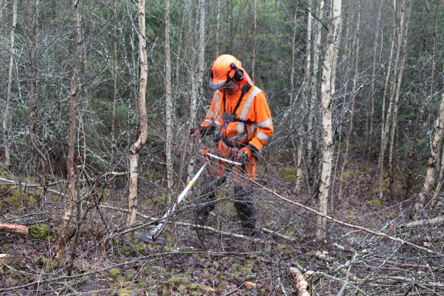 Swedish forestry # 4 – Pre commercial thinning - NordicWoodJournal