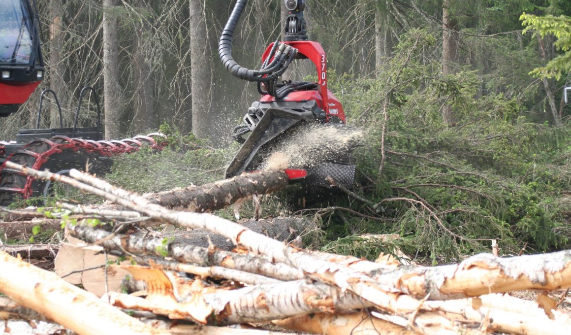Swedish Forestry #8 – Final felling - NordicWoodJournal