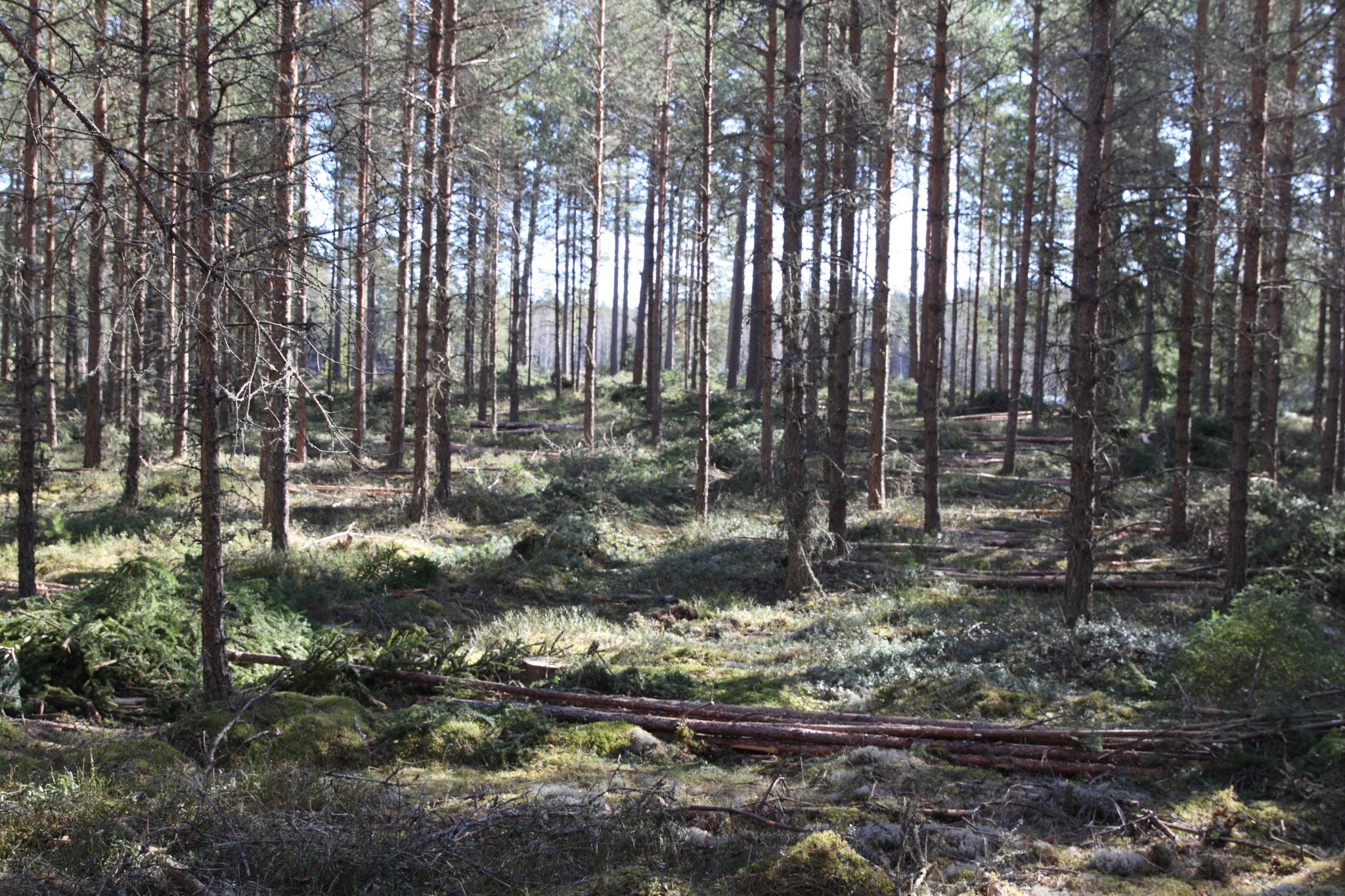 Commercial thinning - Swedish Forestry #7 - NordicWoodJournal