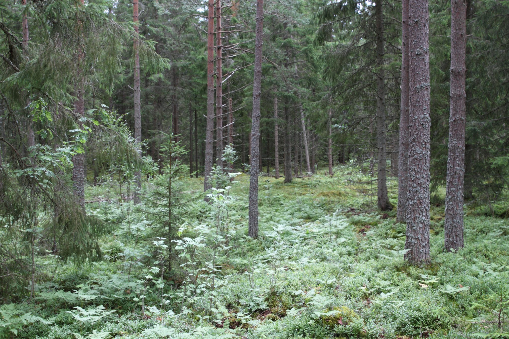 The green-green forest of Sweden - NordicWoodJournal