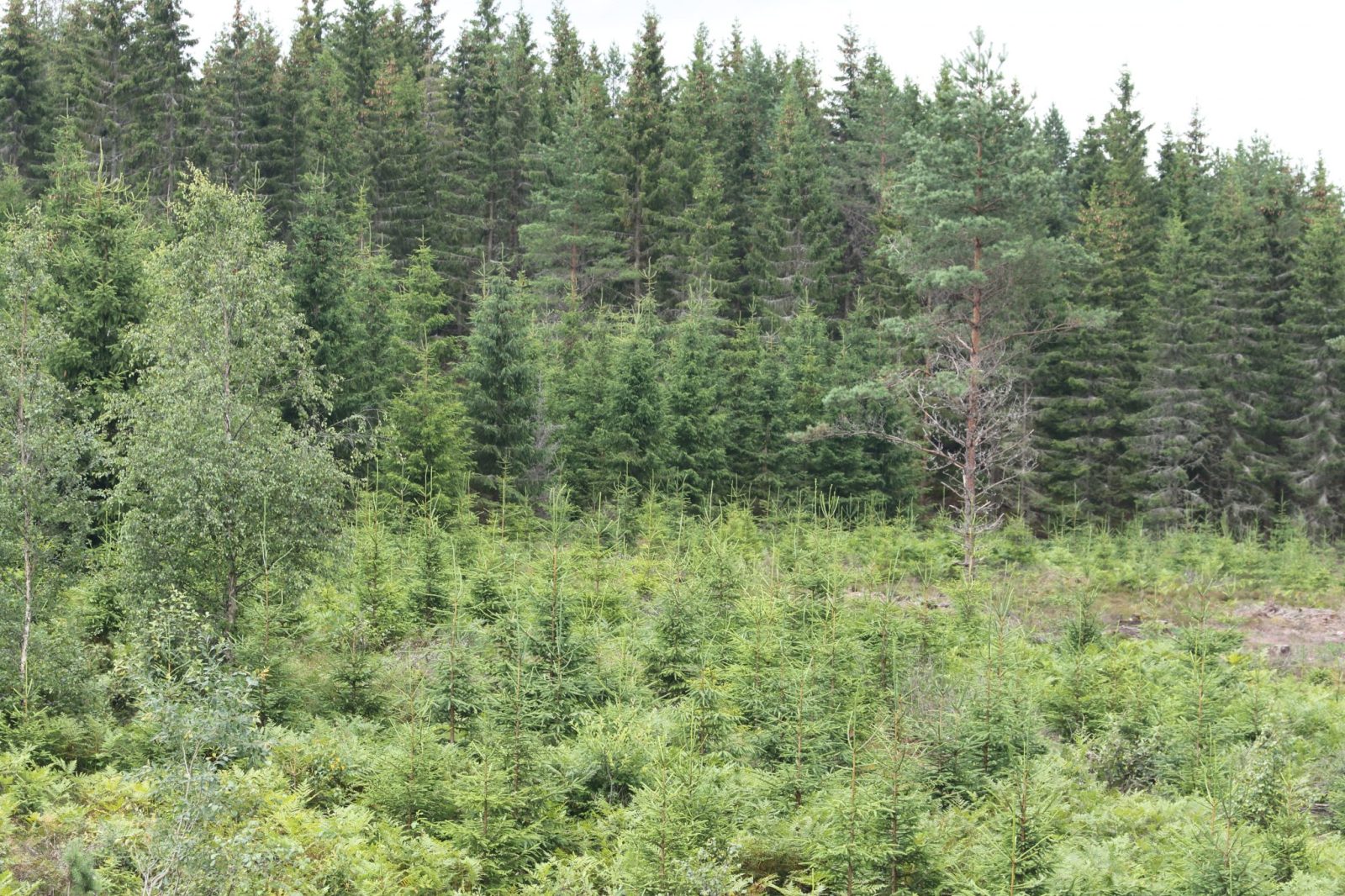 The green-green forest of Sweden - NordicWoodJournal