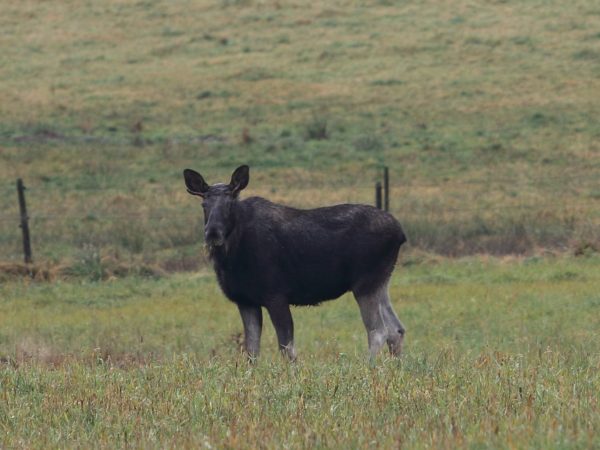 Cranab - 60 years of crane manufacturing - NordicWoodJournal