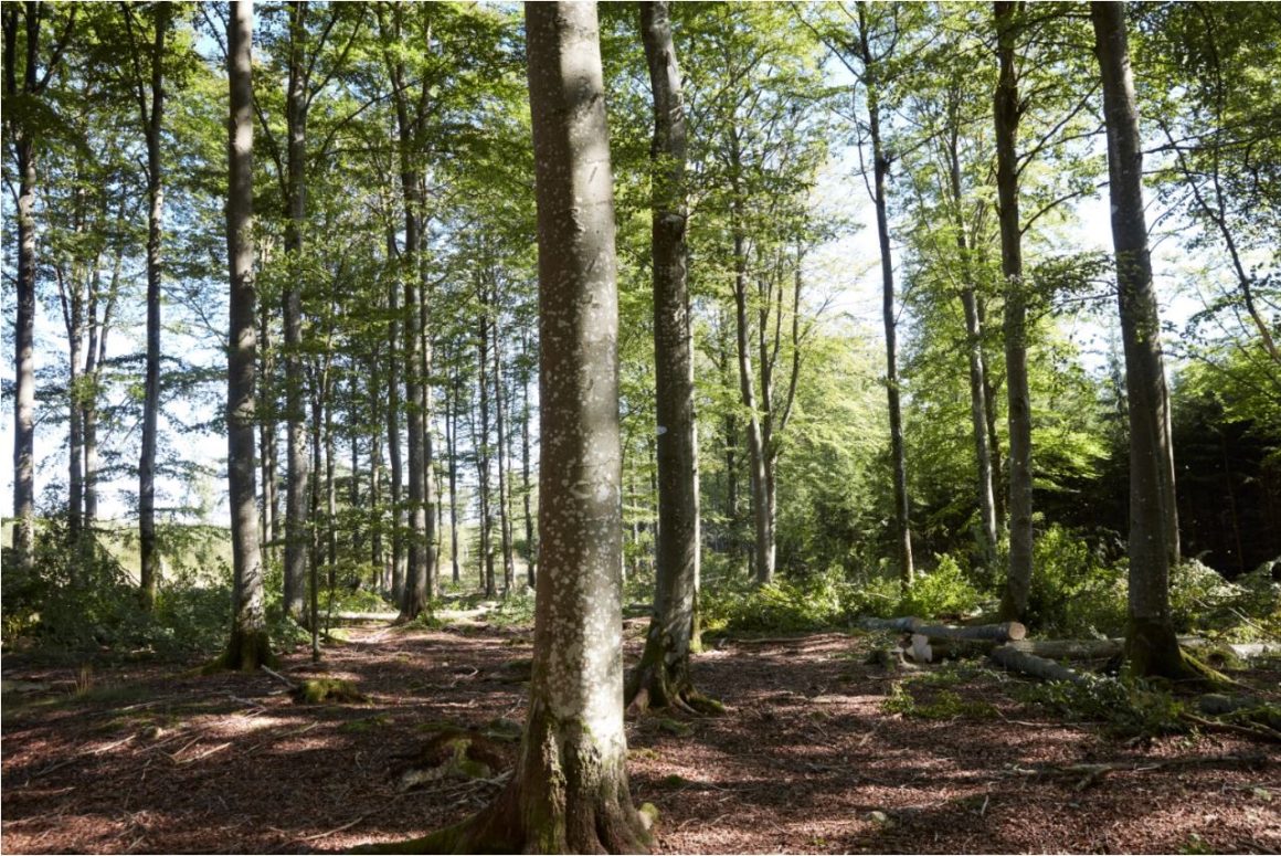 IKEA launches new forest agenda - NordicWoodJournal