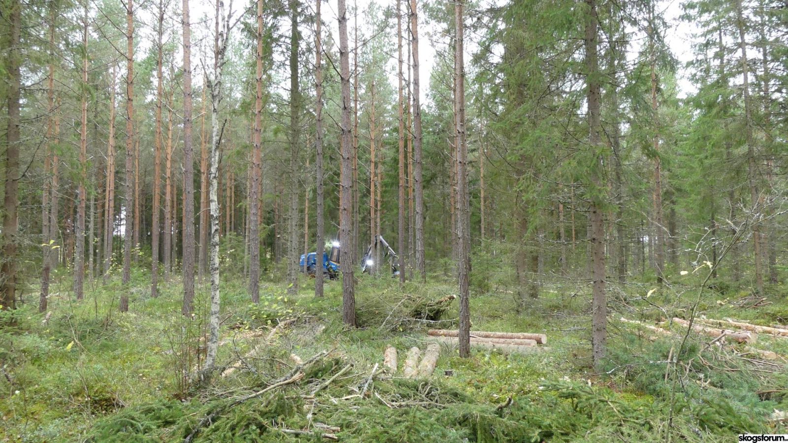 Rottne H8 harvester in second thinning - NordicWoodJournal