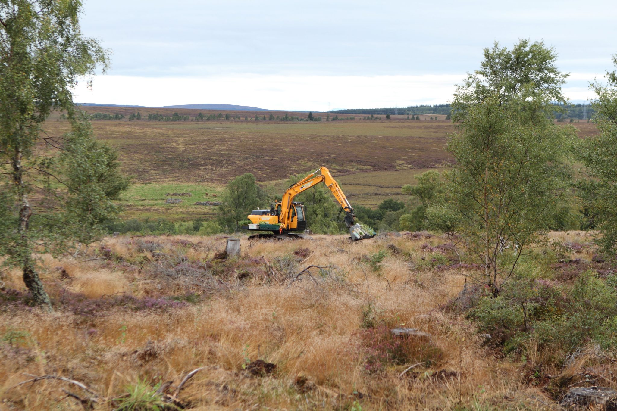 Five new trees for every Scotsman! - NordicWoodJournal