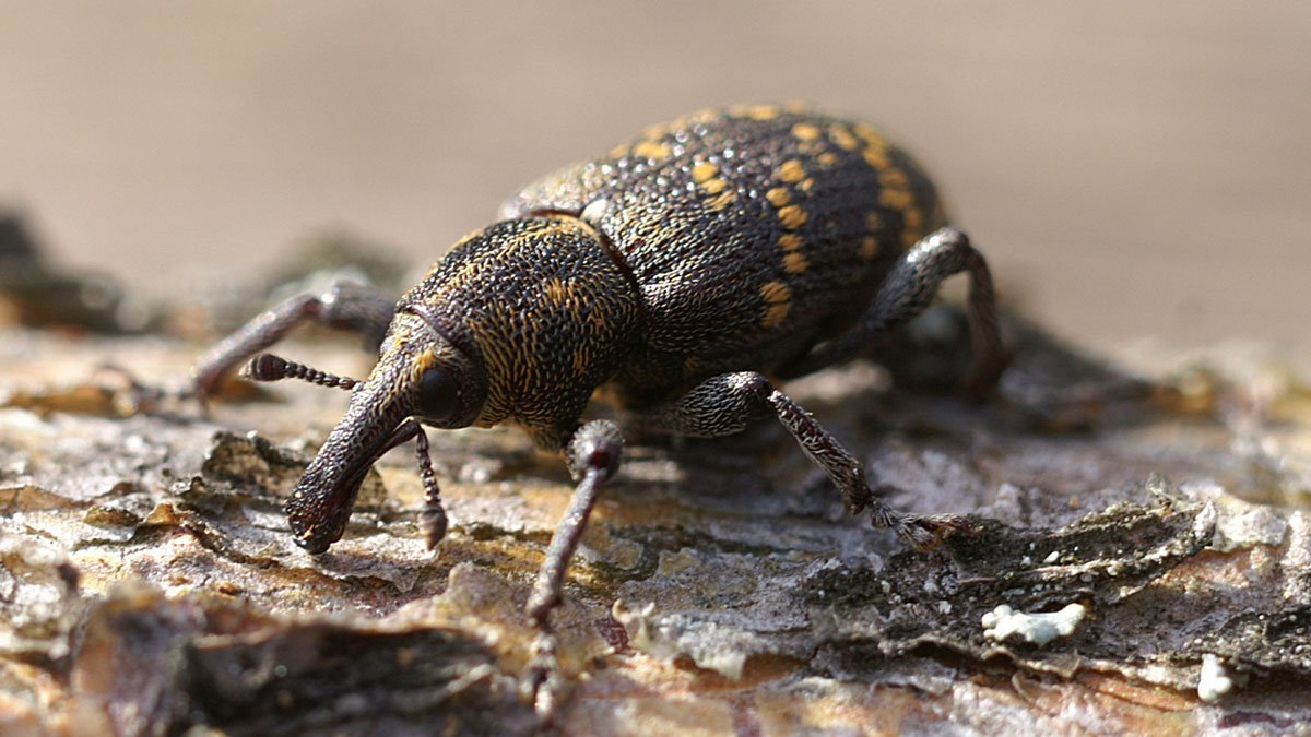 Planting season is here – time to do ground preparation - NordicWoodJournal