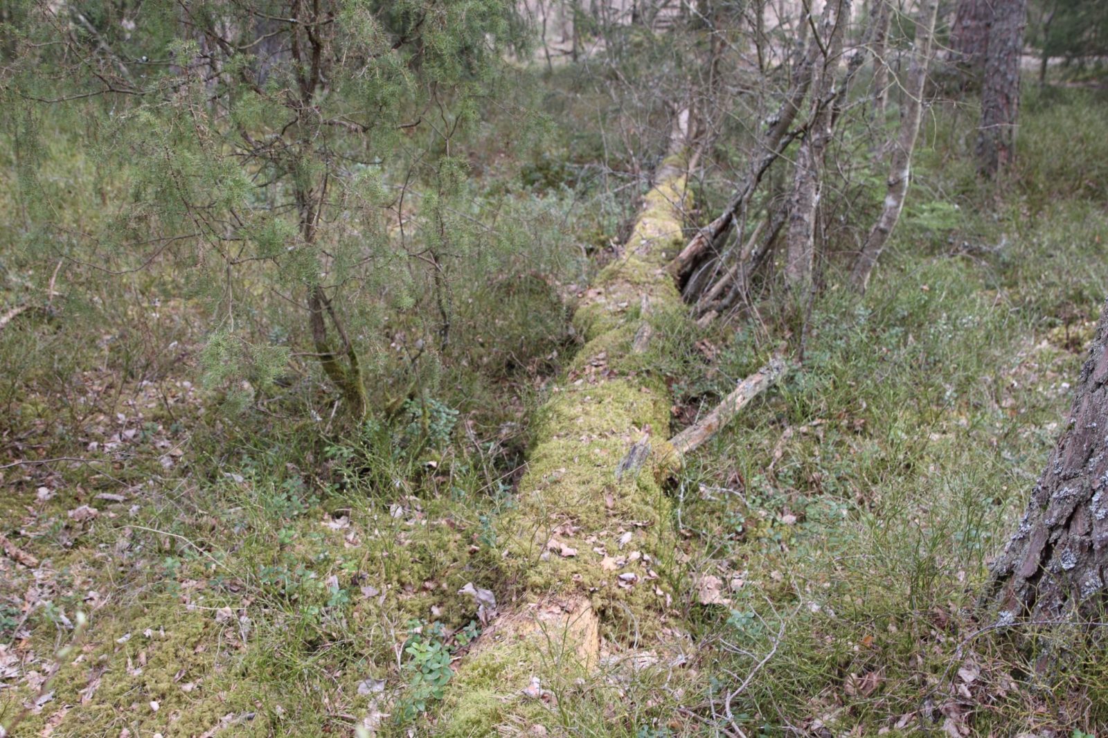 Old dead wood – What is it good for? - NordicWoodJournal