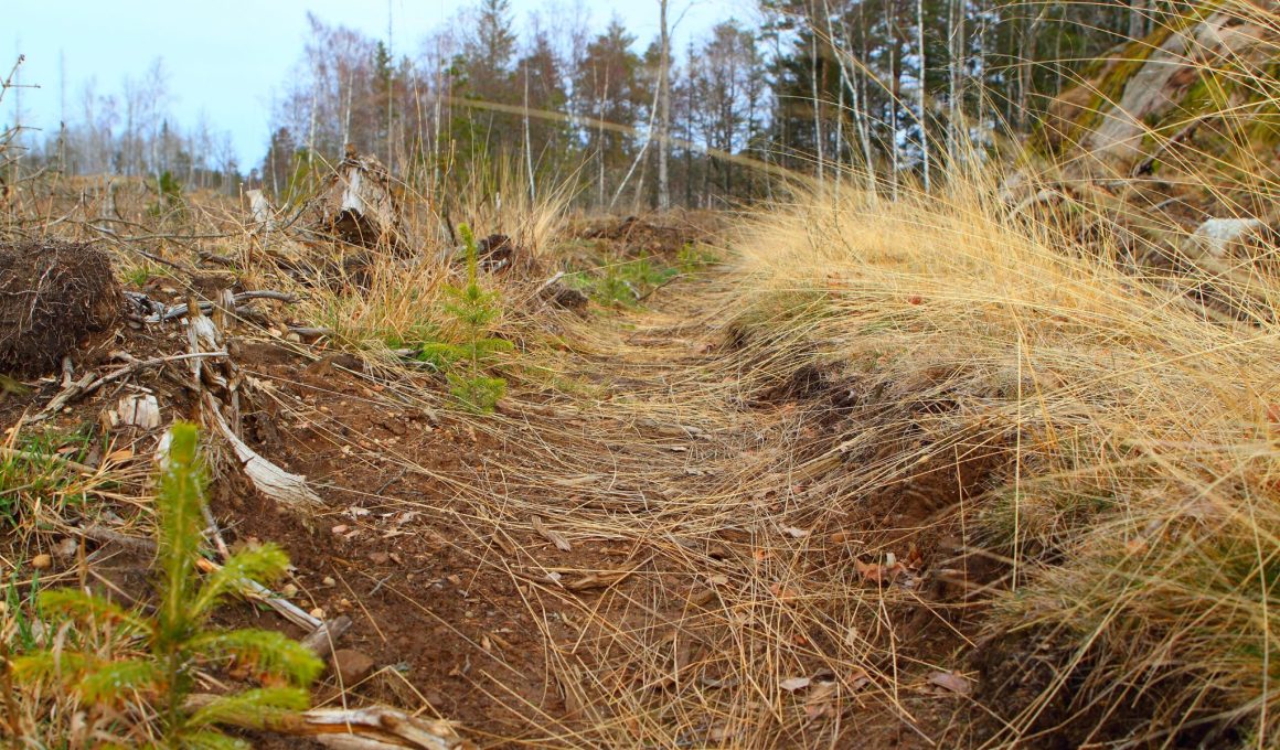 New World record in tree planting - NordicWoodJournal