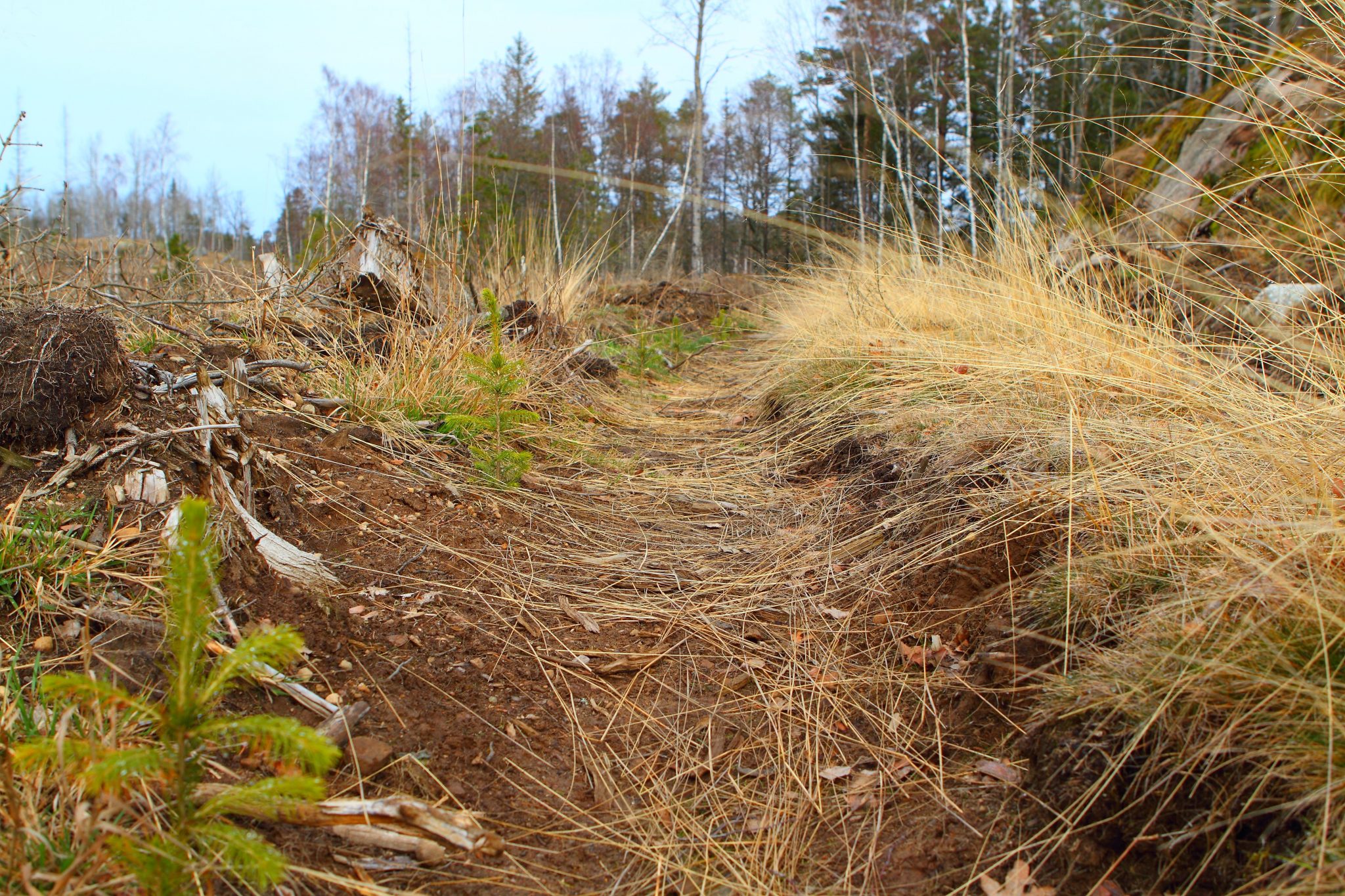 New World record in tree planting - NordicWoodJournal