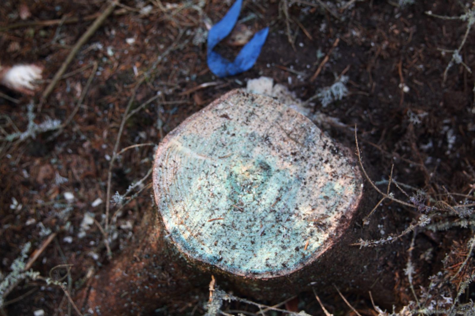 Root rot – yet another enemy to fight - NordicWoodJournal