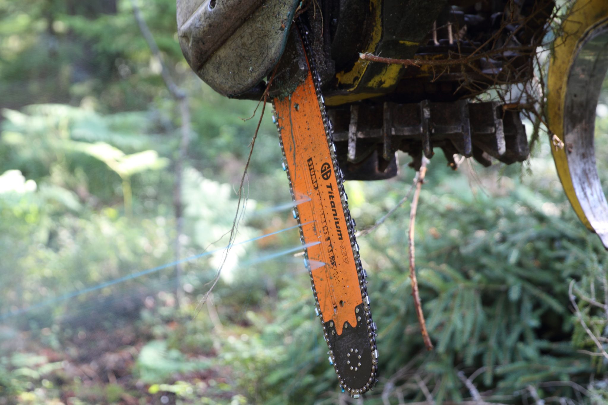 Stump treatment against root rot – Does it work? - NordicWoodJournal