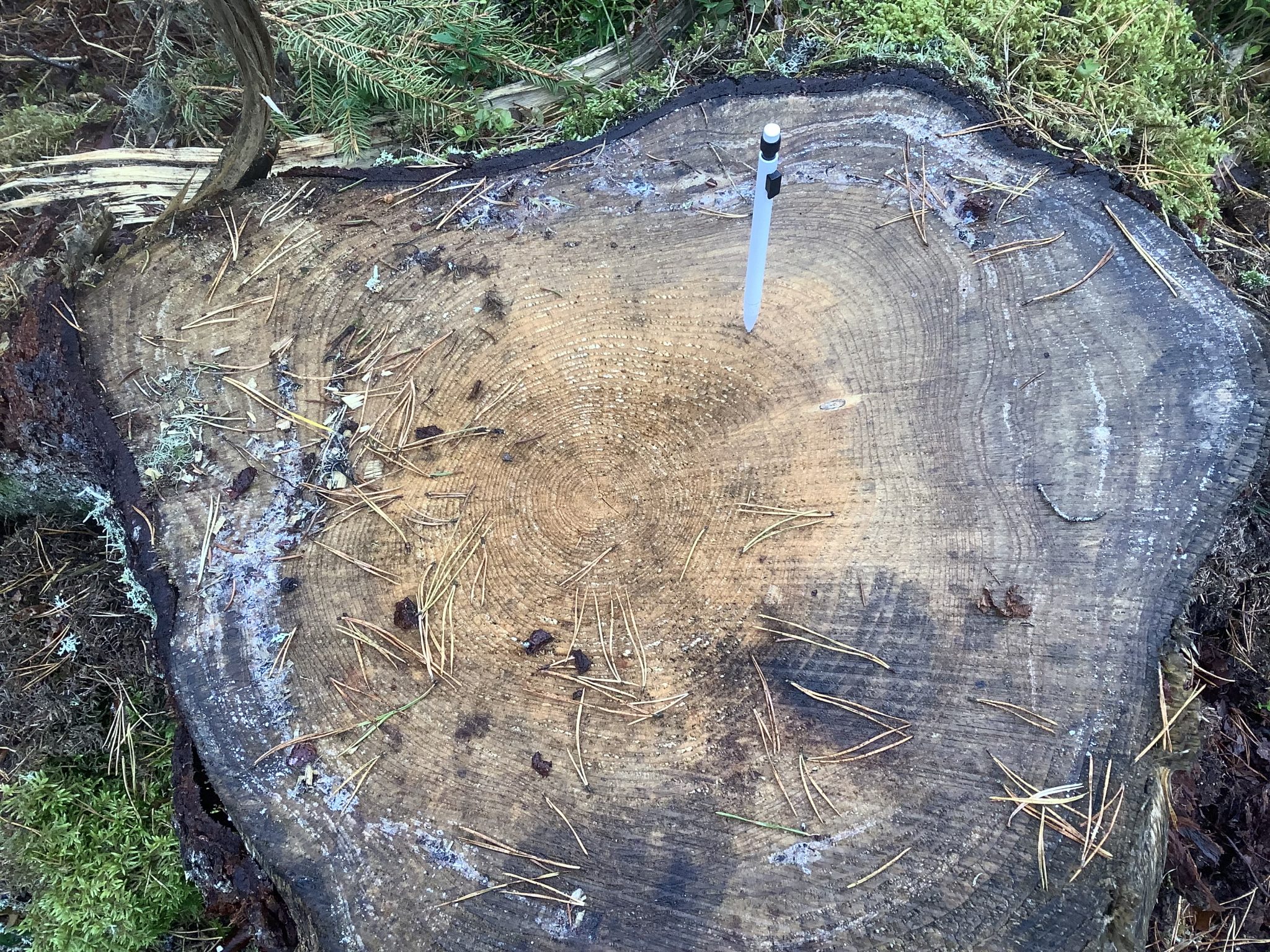 Swedish sawmills plan to invest - NordicWoodJournal