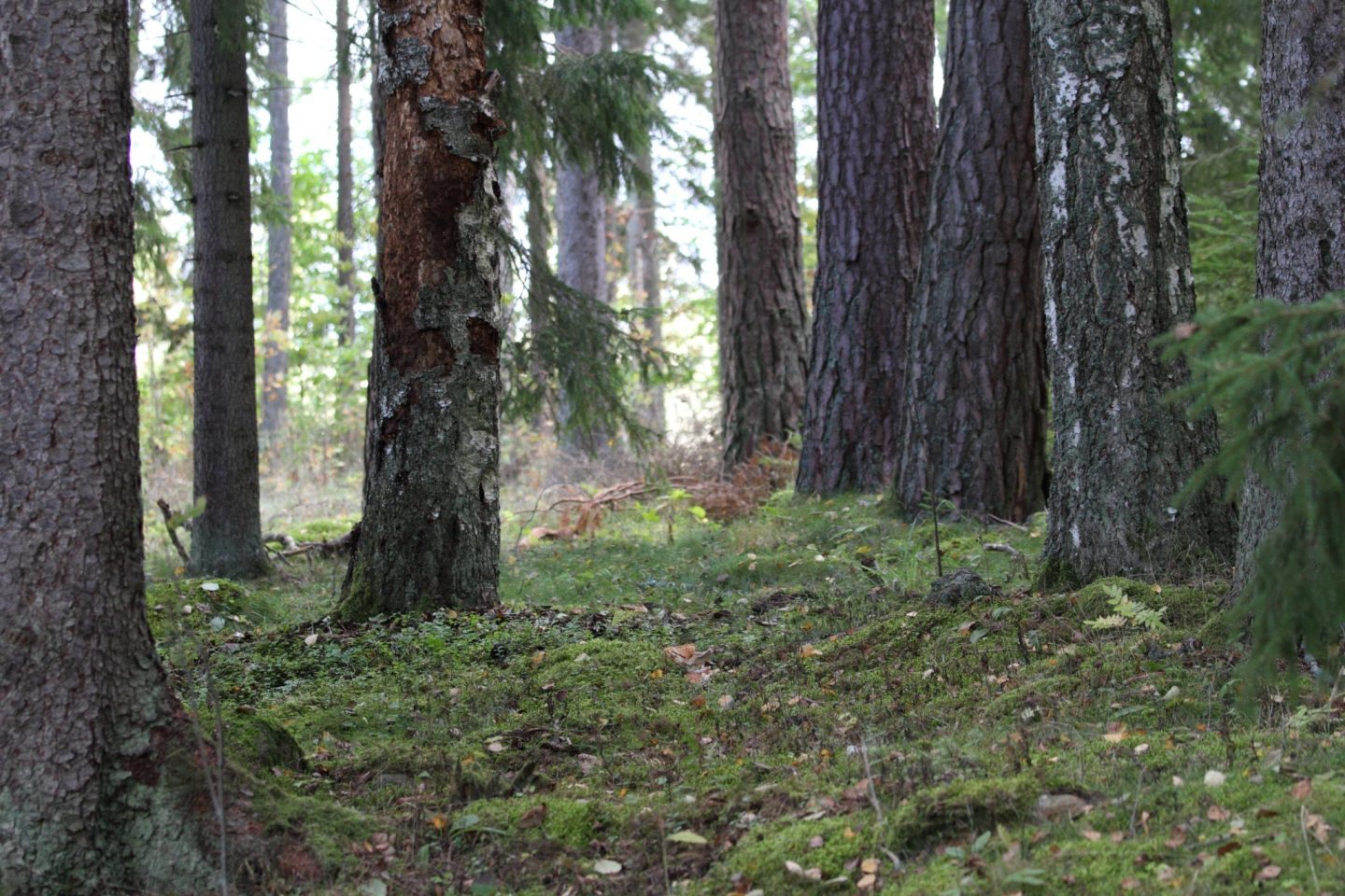 A green war(?) - NordicWoodJournal