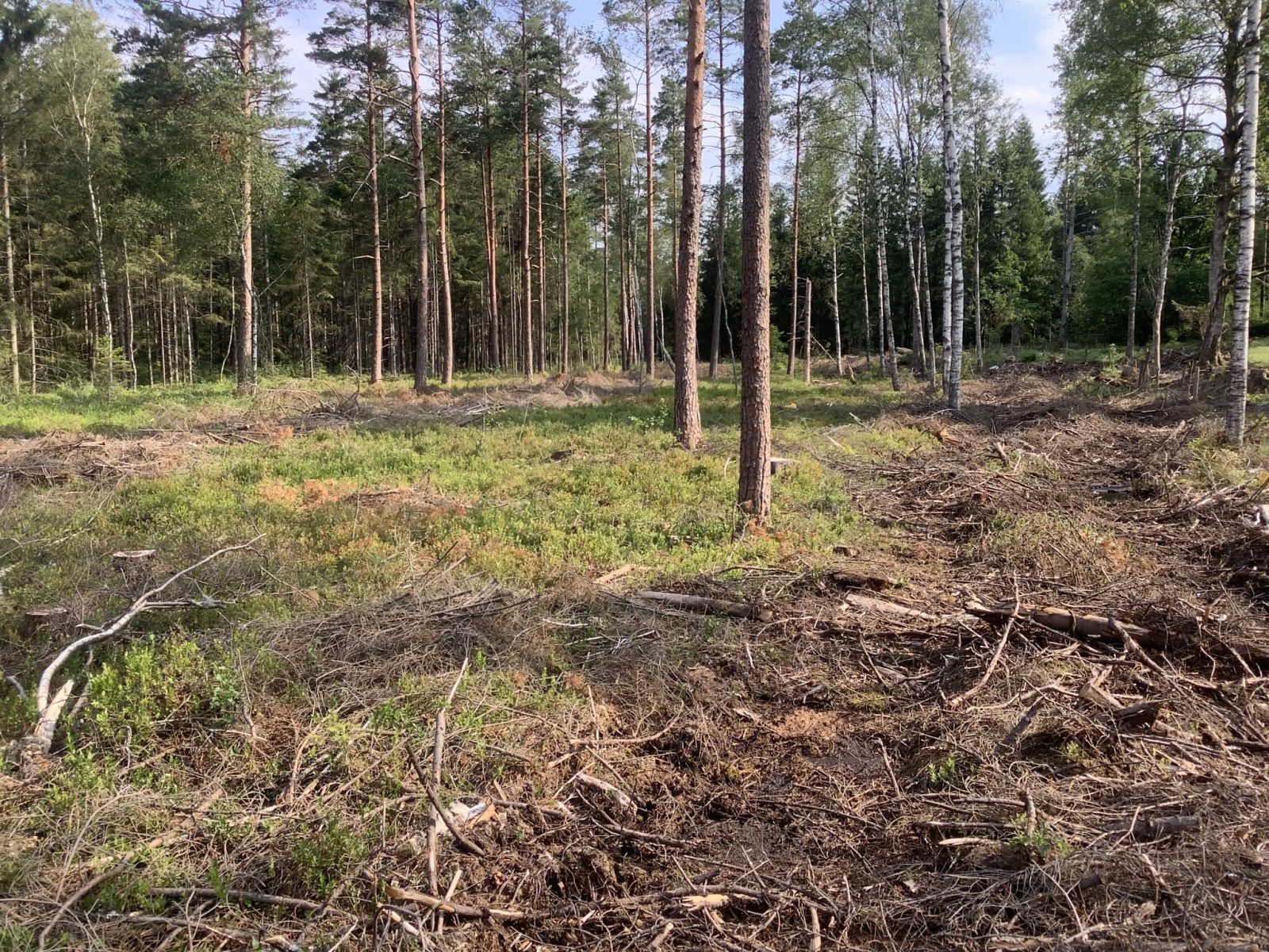 Why Cut-To-Length? The fastest growing method - NordicWoodJournal