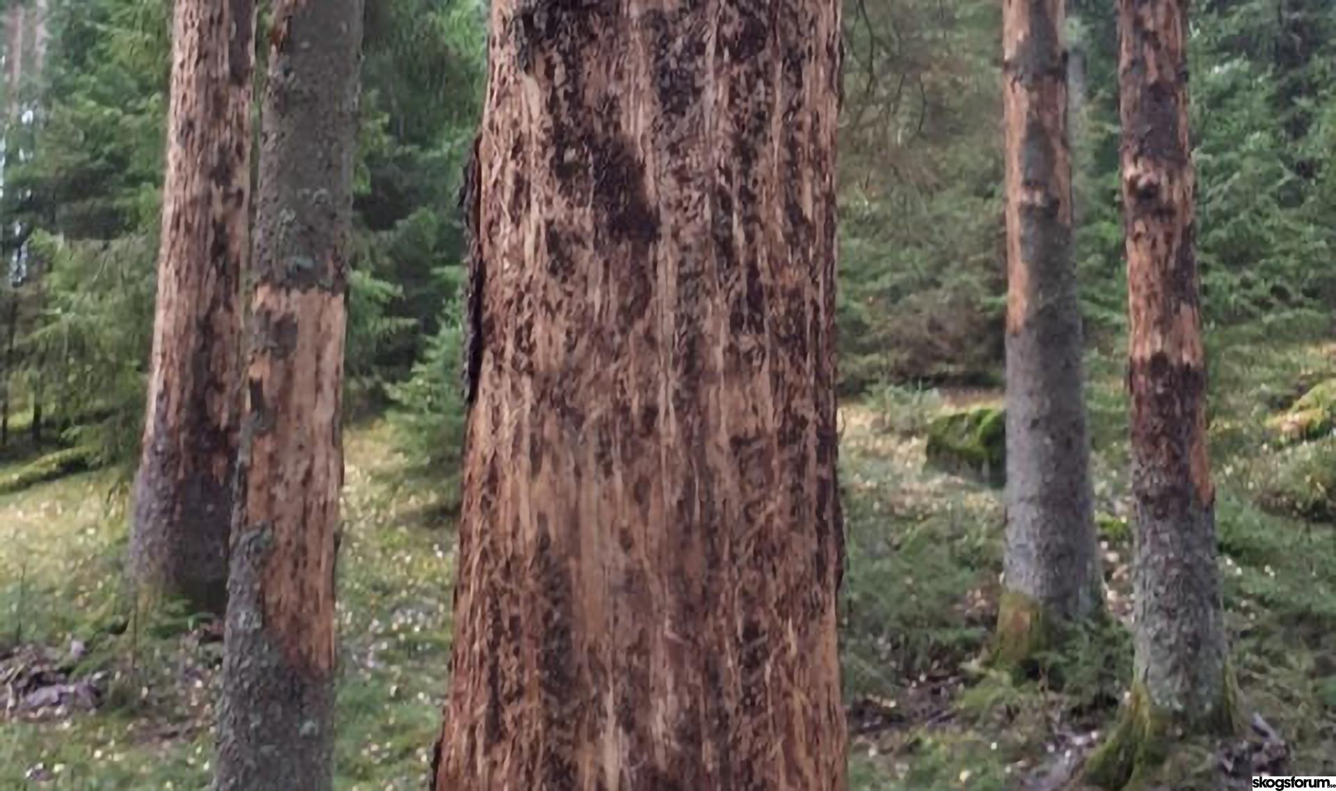 Millions of cubic meters of windthrow – a nightmare for Swedish forest ...