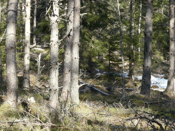 German Forestry - NordicWoodJournal