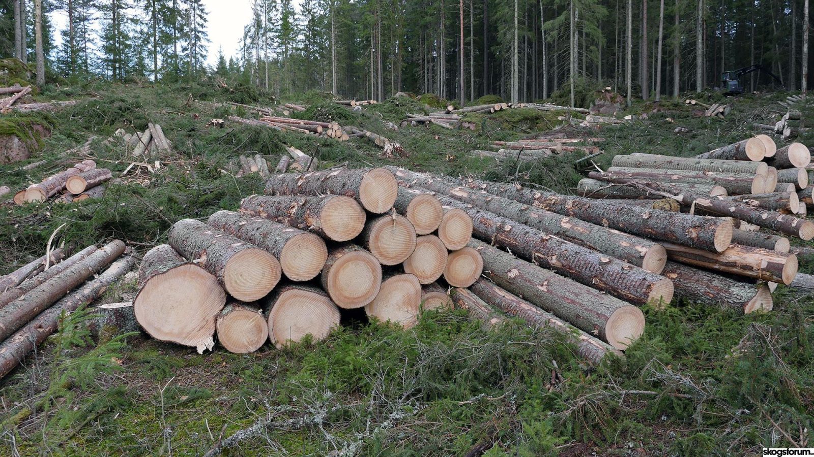 Swedish state forest, Sveaskog, cuts down on cutting - NordicWoodJournal