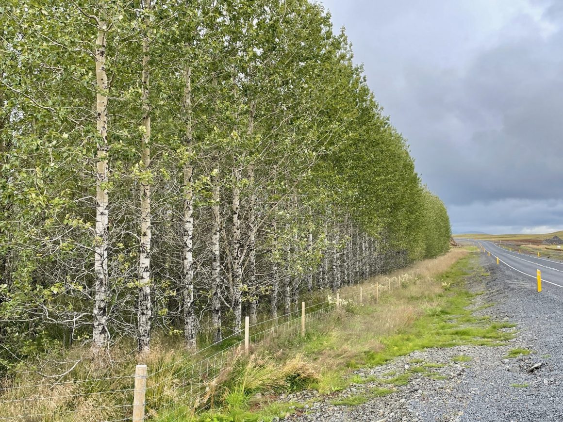 Forestry in Iceland – mainly planting so far - NordicWoodJournal