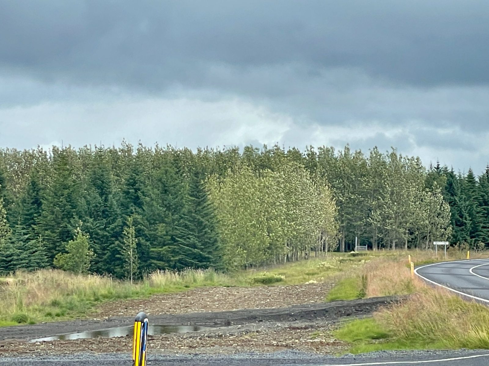 Forestry in Iceland – mainly planting so far - NordicWoodJournal