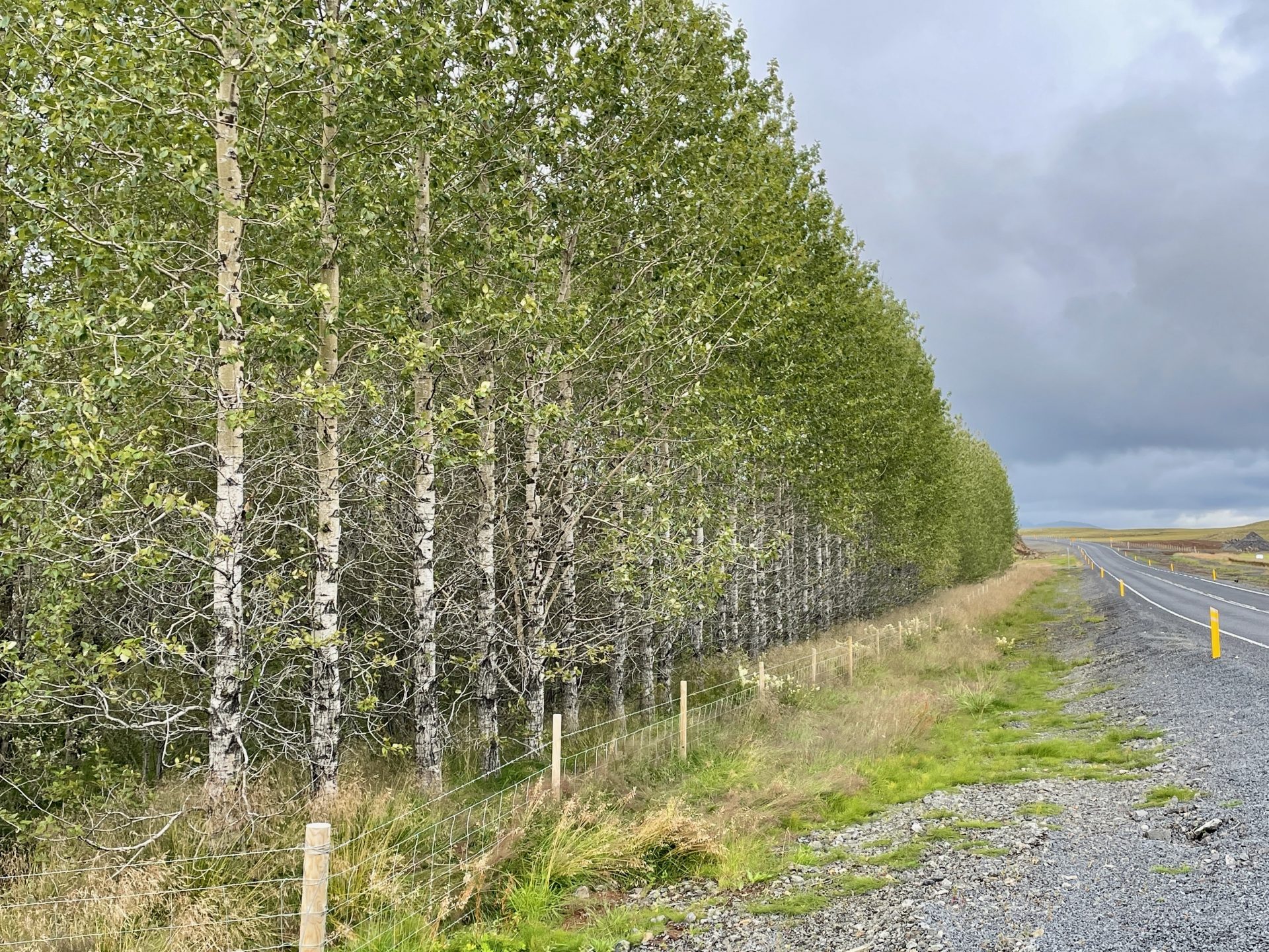 Forestry in Iceland – mainly planting so far - NordicWoodJournal