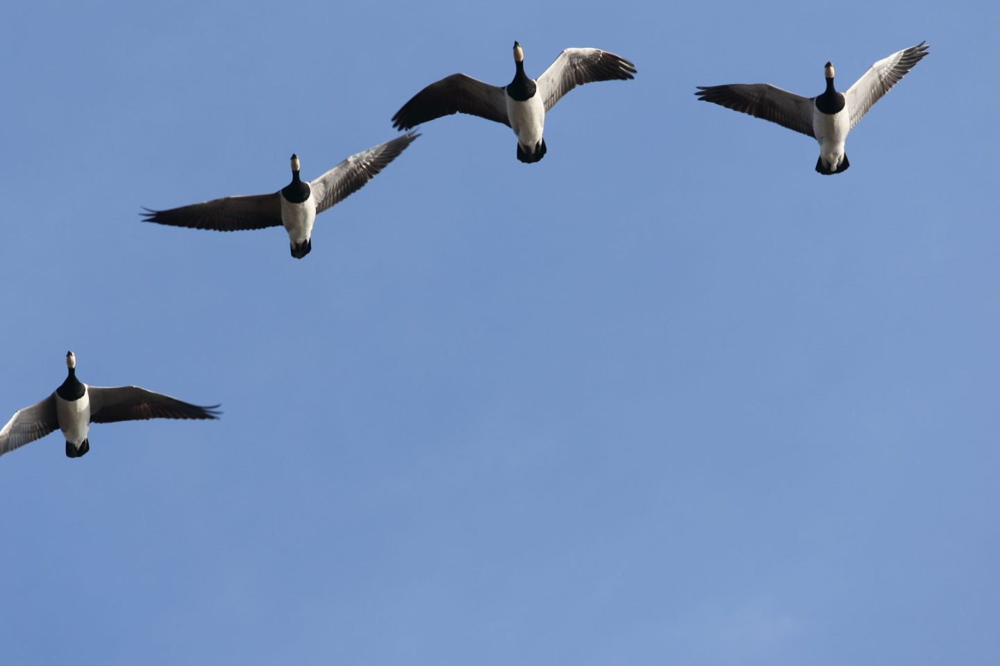 Clarification about protected birds - NordicWoodJournal