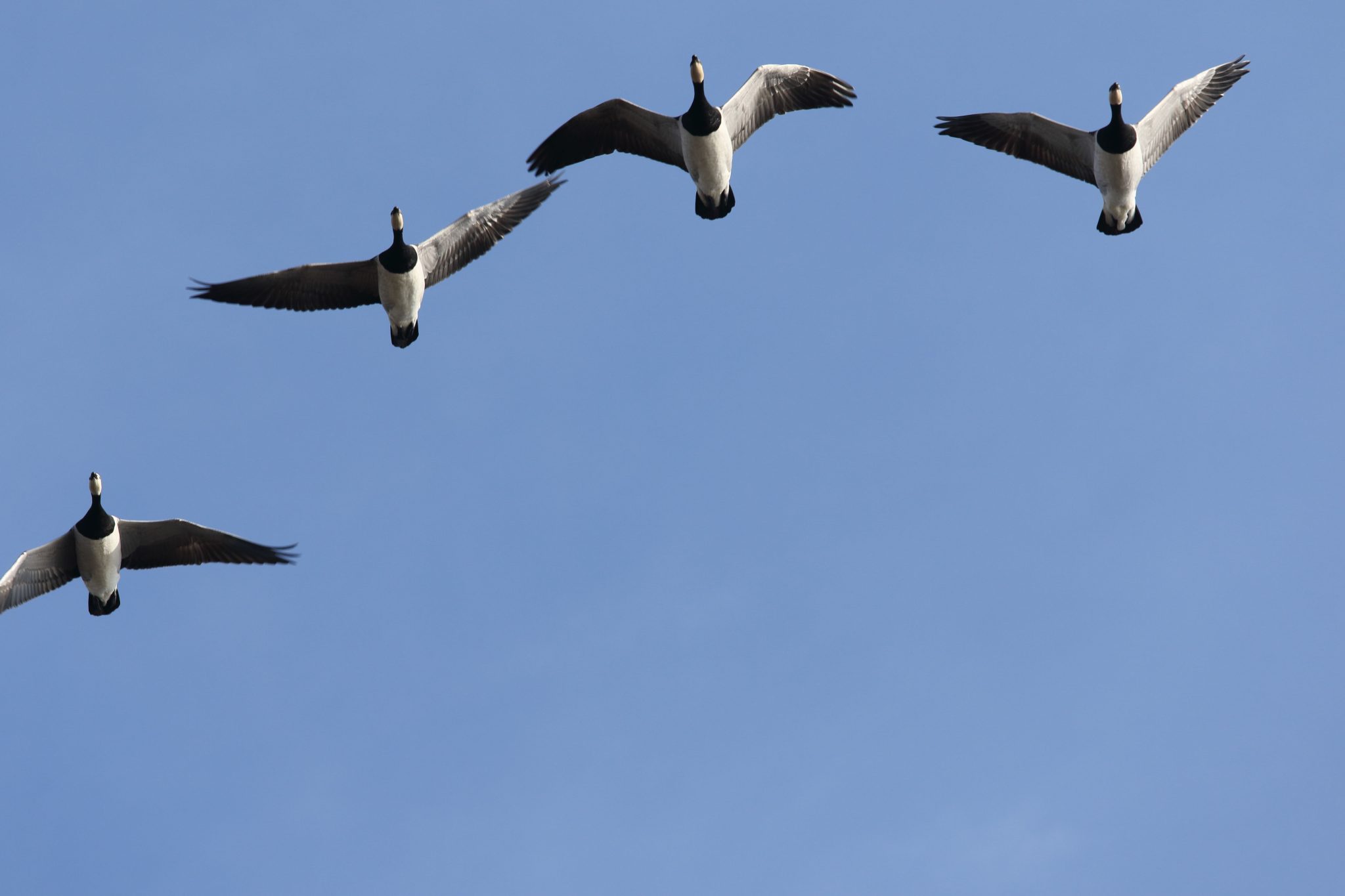 Clarification about protected birds - NordicWoodJournal