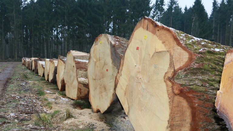Yet another timber price record in Germany - NordicWoodJournal