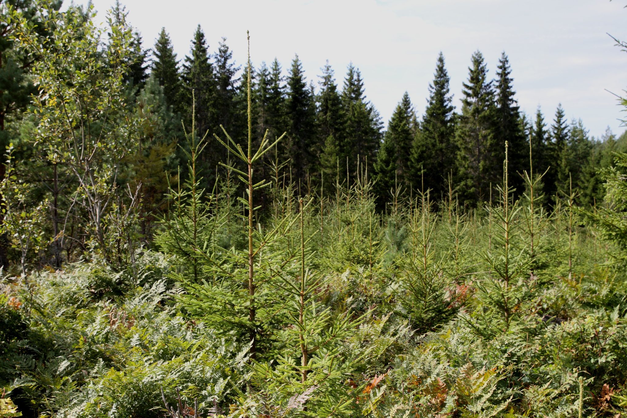 Good tree planting – Good for who? - NordicWoodJournal