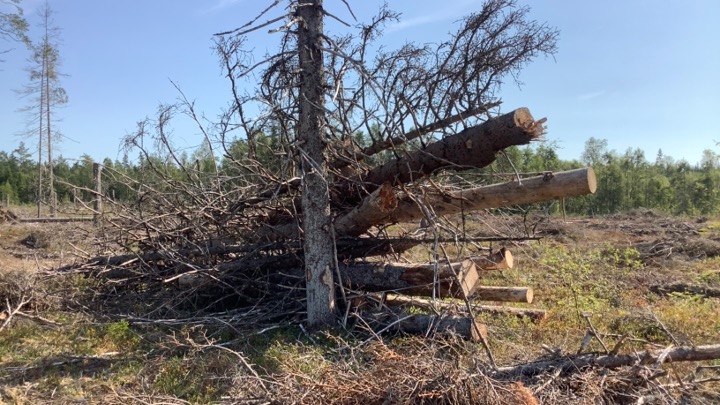 Old dead wood – What is it good for? - NordicWoodJournal