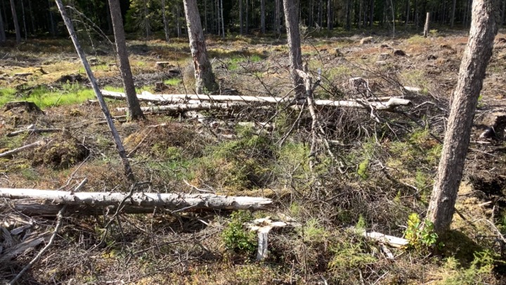 Old dead wood – What is it good for? - NordicWoodJournal