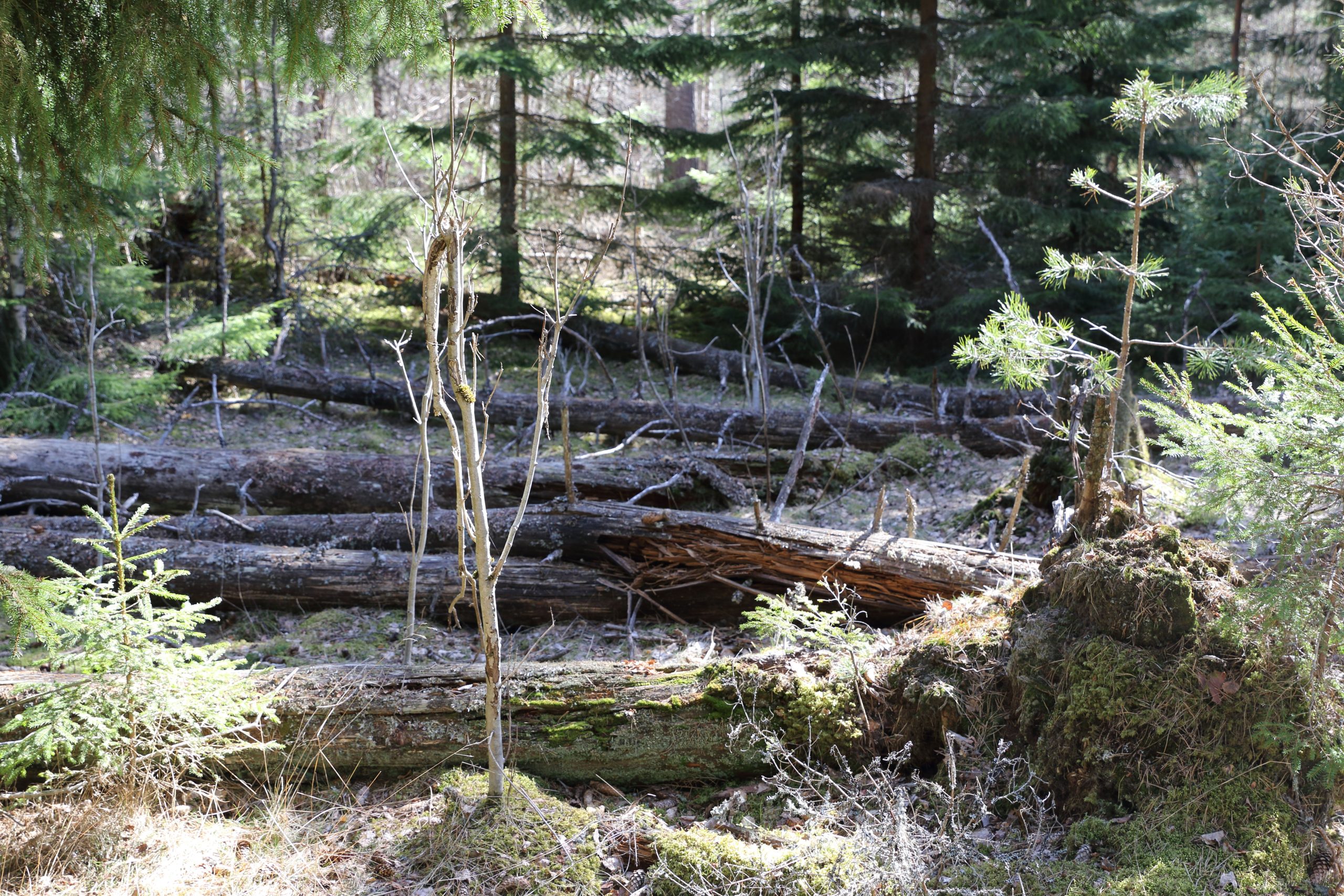 What if the forest itself decides? - NordicWoodJournal