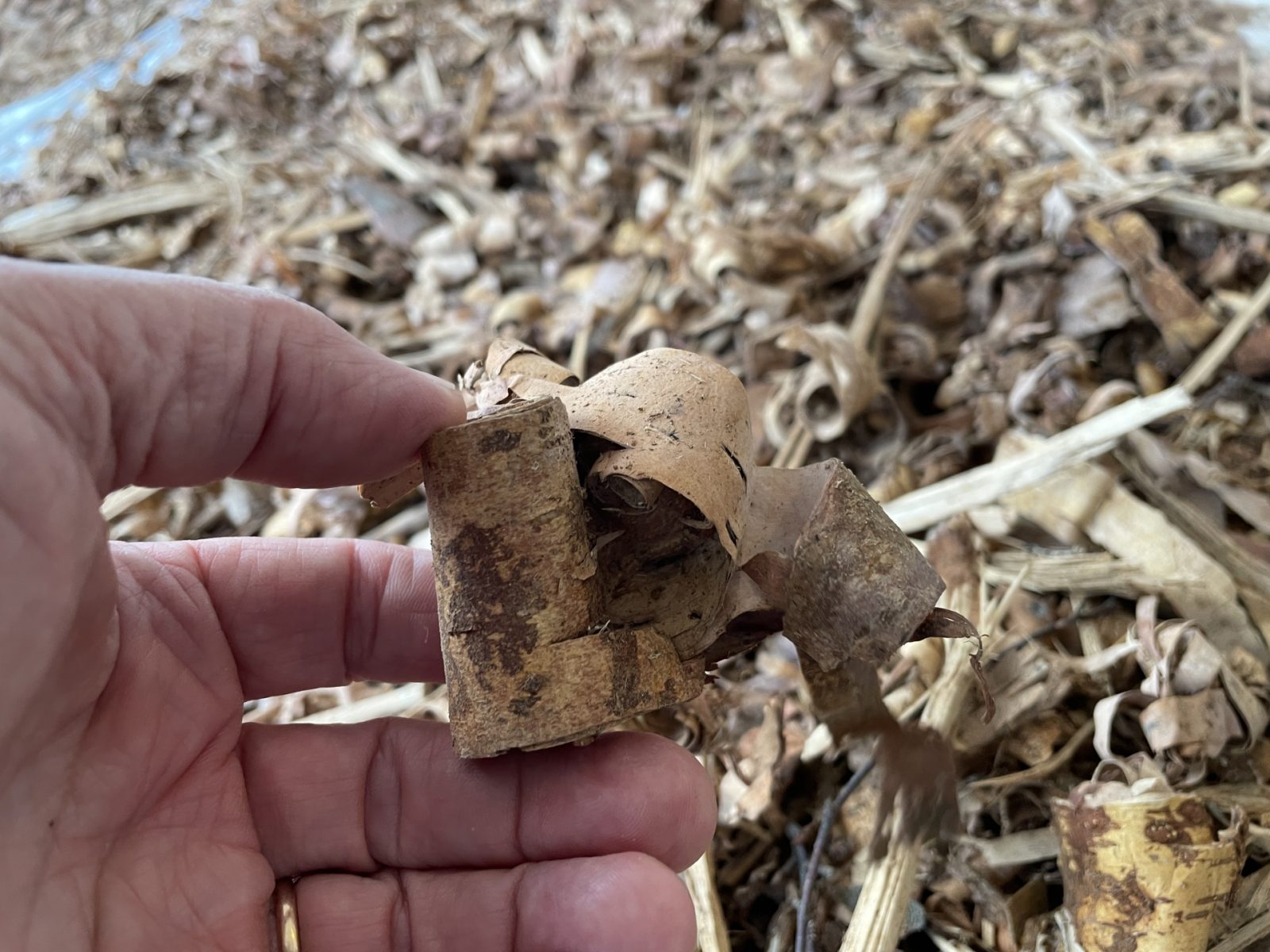 Suberin – turns bark into tires and shoes - NordicWoodJournal