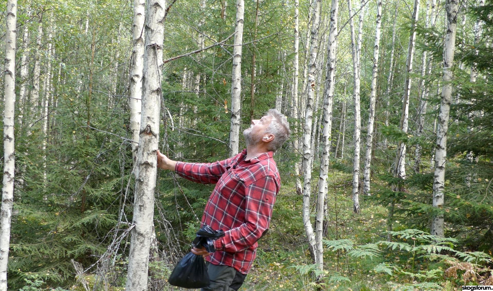 Managing the forest from the couch – is it possible? - NordicWoodJournal