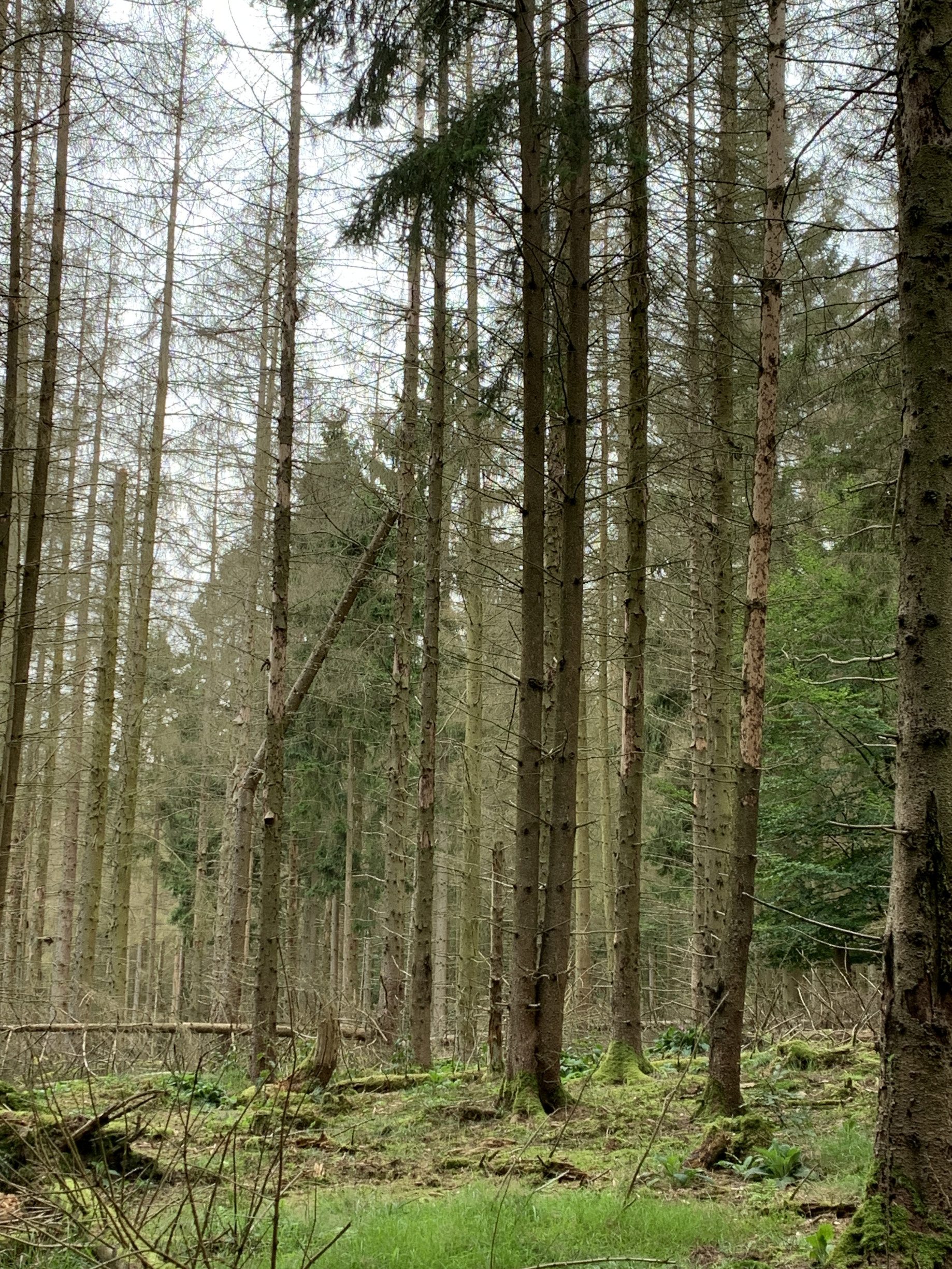 Germany – the share of spruce in the new forests decreases ...