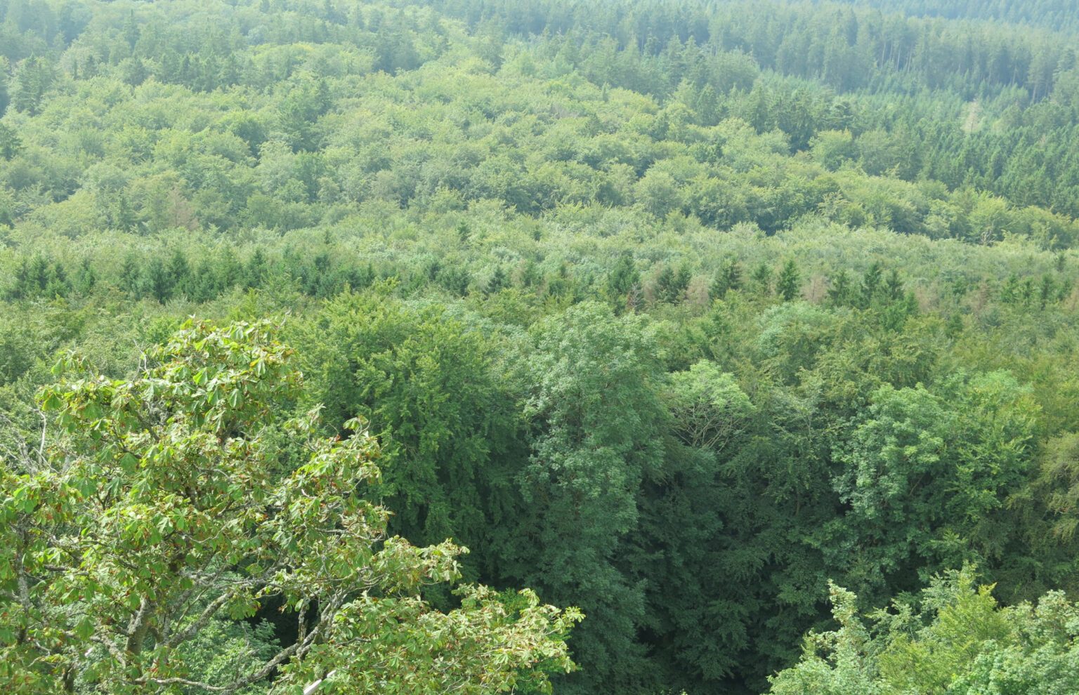 Germany – the share of spruce in the new forests decreases ...